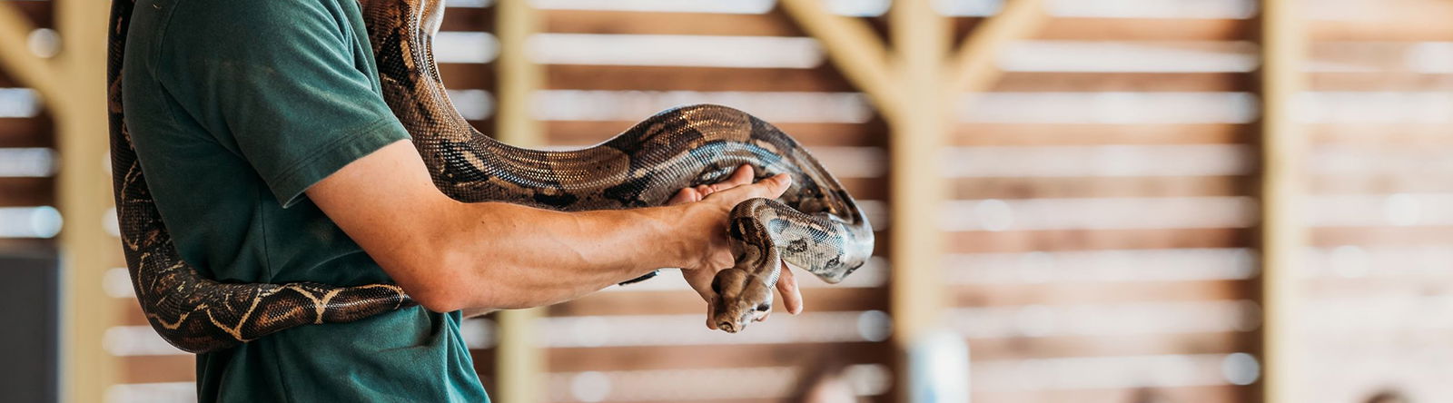 Animal Encounters (Shows) | Ark Encounter
