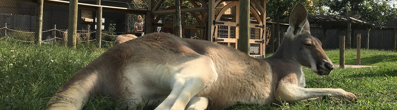 Kangaroo Walkabout | Ark Encounter
