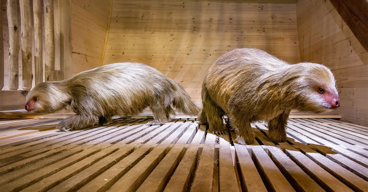 The Incredible Creatures on the Ark | Ark Encounter