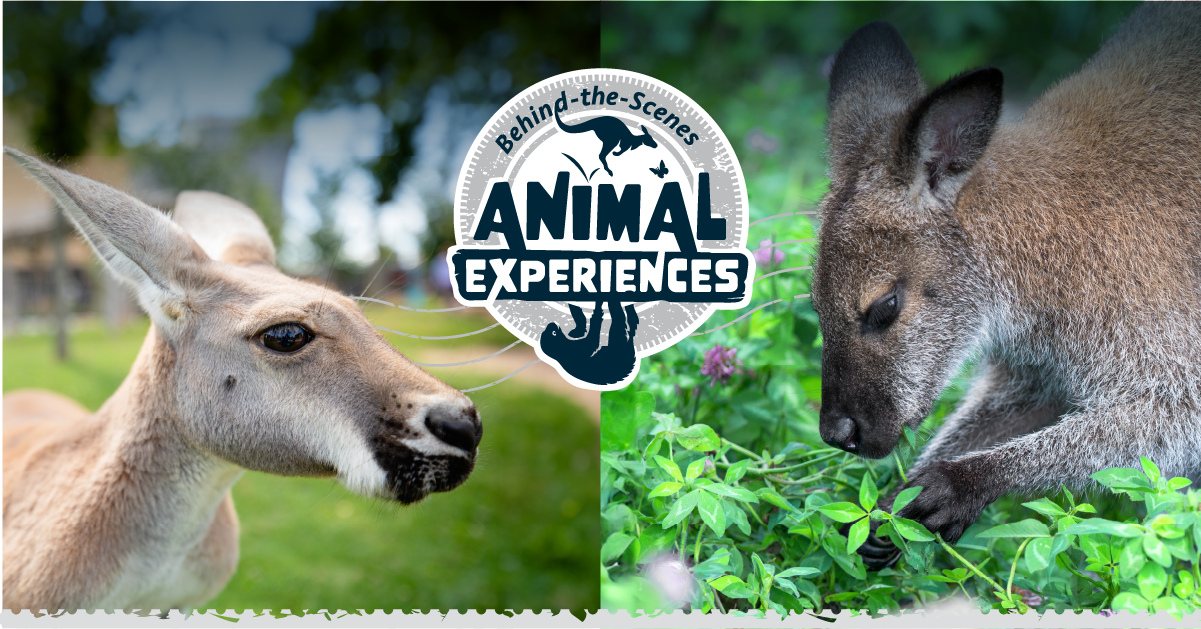 Behind-the-Scenes Macropod Experience | Ark Encounter