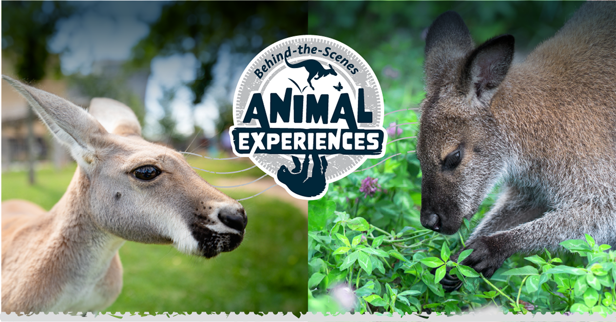 Go Behind the Scenes with Our Macropods | Ark Encounter