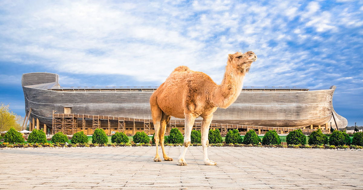What Two South American Animals Are Related to the Camel? | Ark Encounter