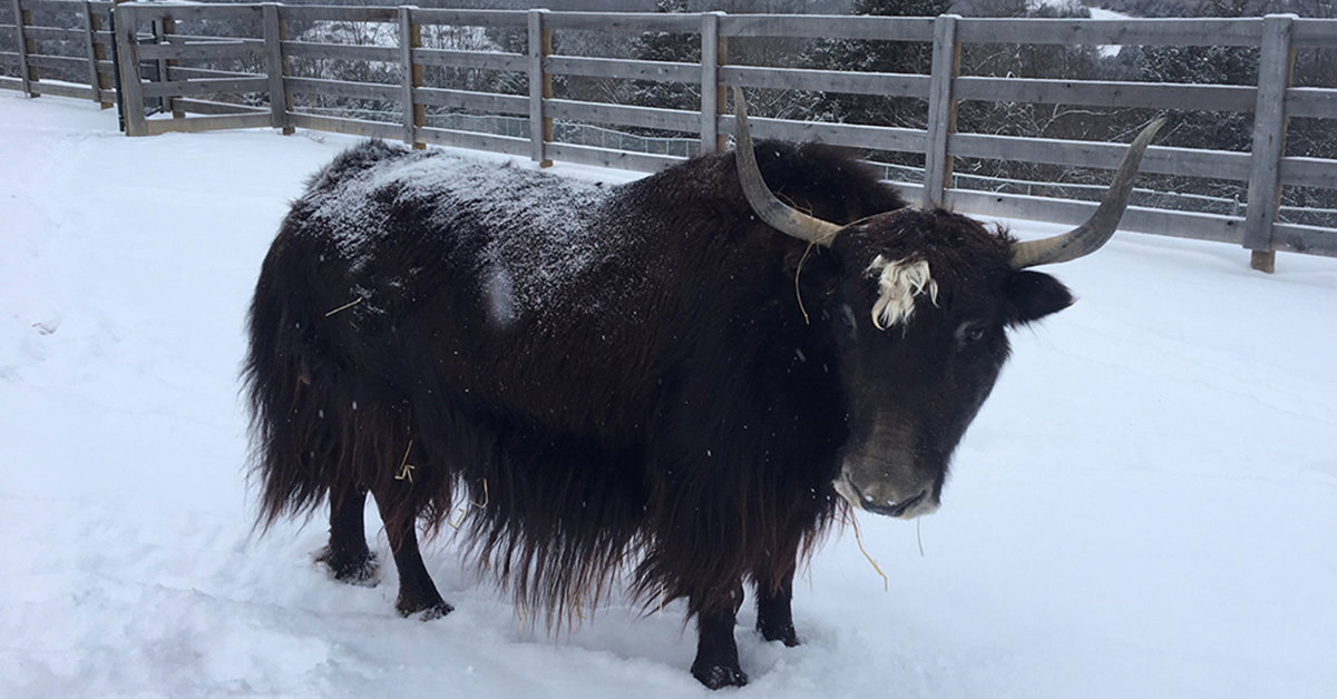Snow Days at the Ararat Ridge Zoo | Ark Encounter